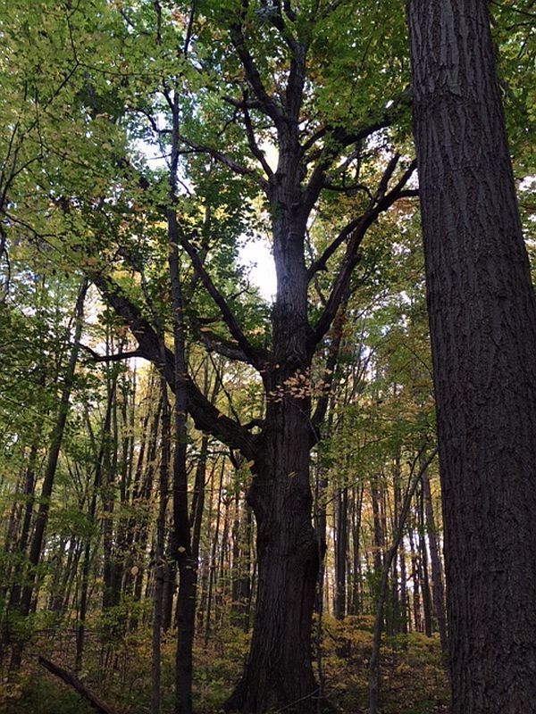 Jens Jensen Preserve - - Chikaming Open Lands